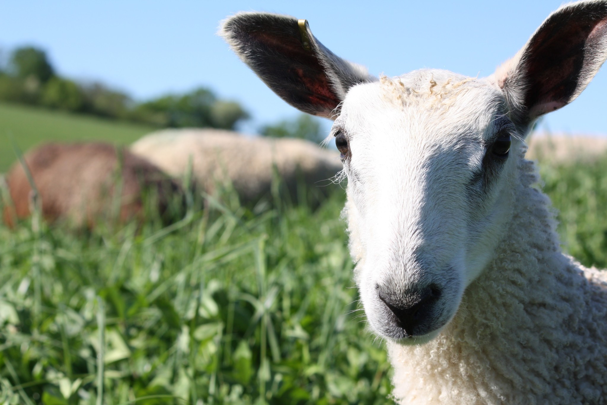 Maryland Lamb Co-op